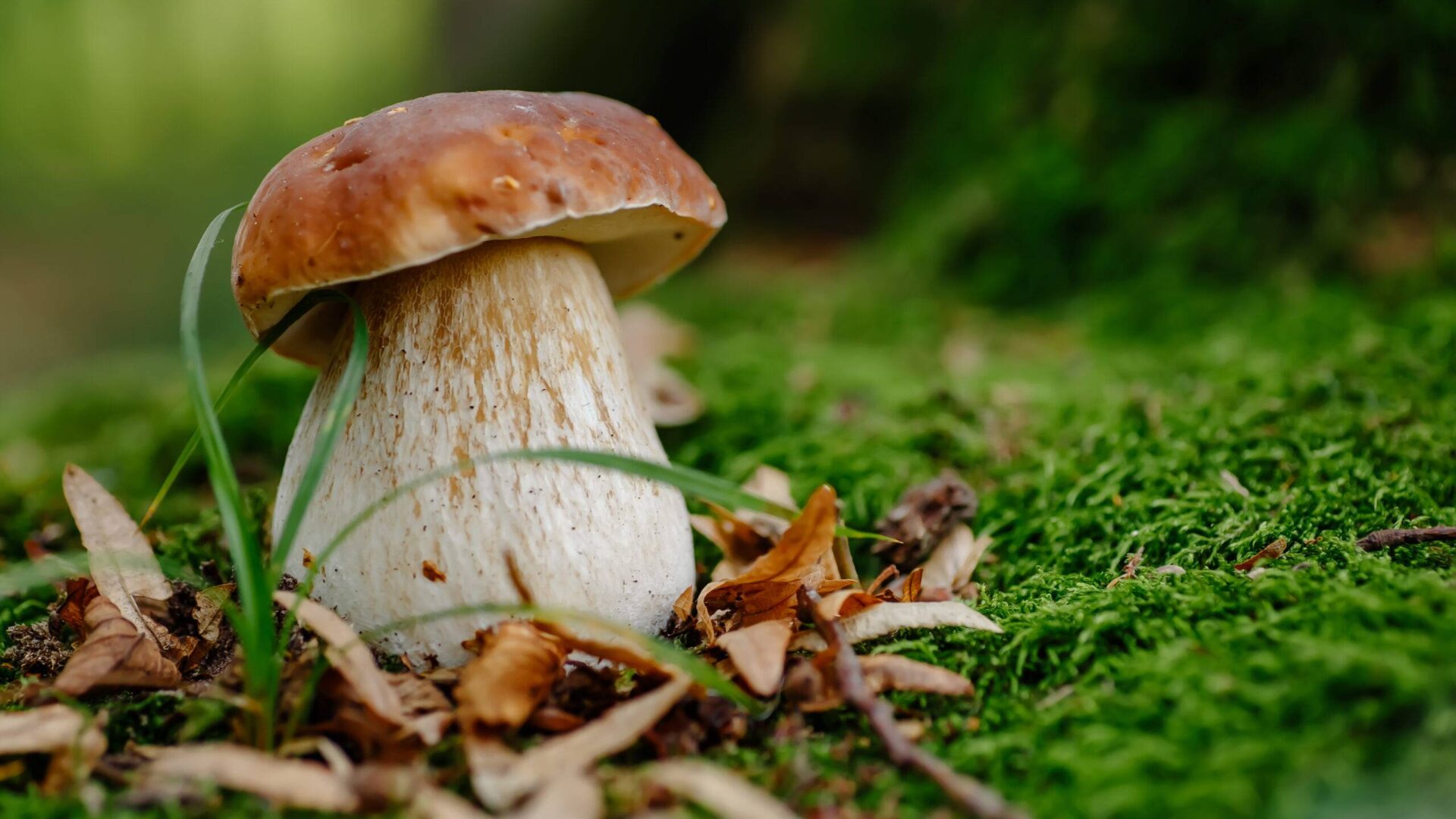 Funghi - Visit Valsaviore